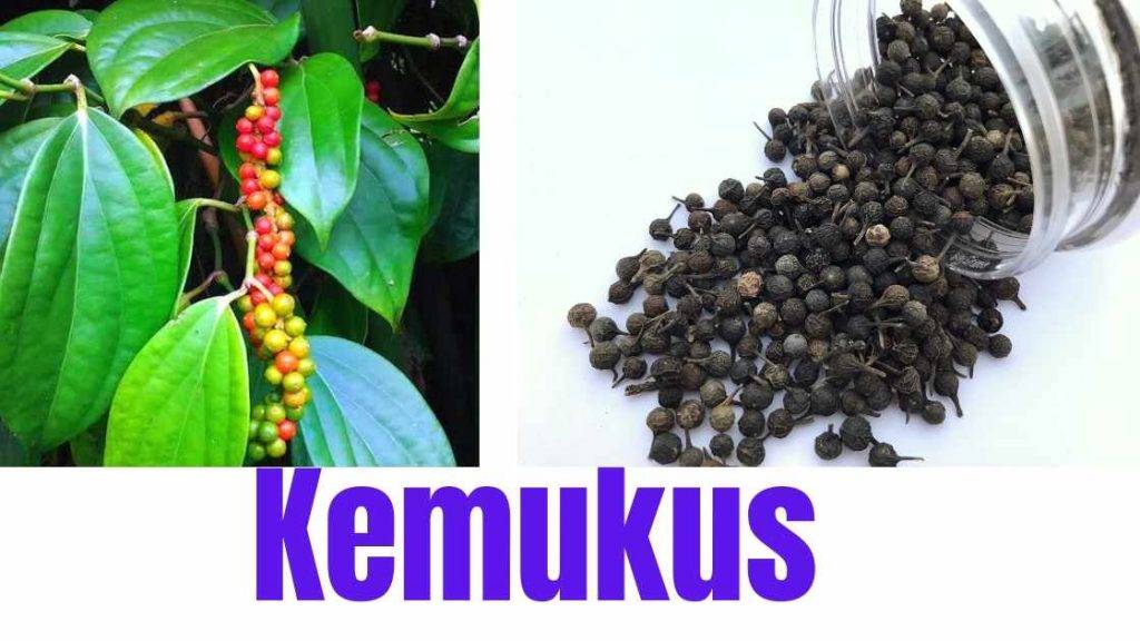 Kemukus Bumbu Masakan Sejak Zaman Kuno dan Manfaat Herbal - Arenga ...
