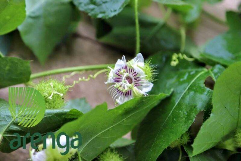 Pengawet Nira Aren Menggunakan Buah Rambusa