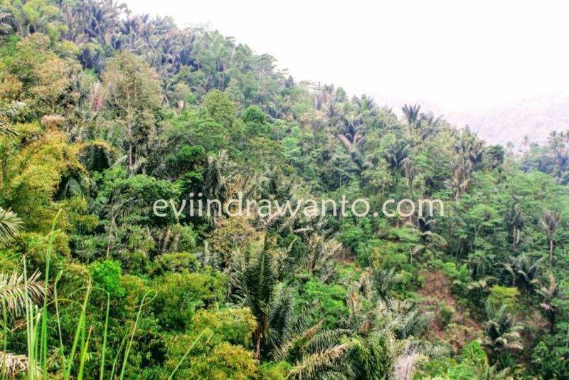 Pohon Aren dan Manfaatnya Sebagai Sumber Kesejahteraan Ekonomi