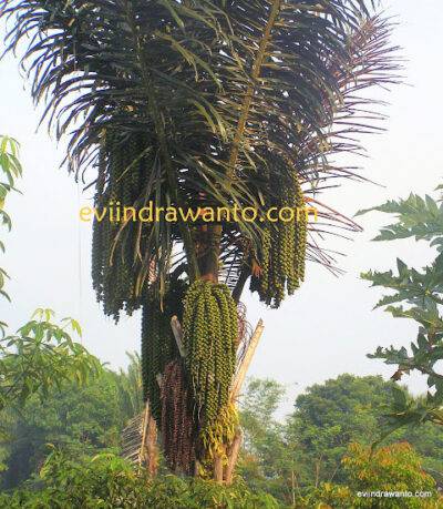 Buah Aren Kolang-kaling, Proses Terbentuk Bunga Jantan Betina