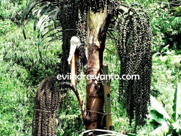 Ketika Aren Berbunga - Arenga Indonesia