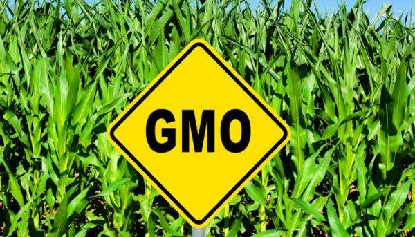 Teknik Rekayasa Genetika (GMO) - Apa dan Bagaimana Cara Mengenali ...