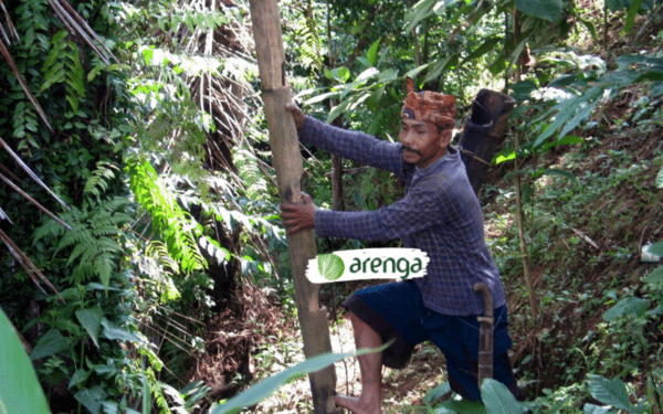 Air Nira Aren: Manfaat dan Cara Pengambilannya