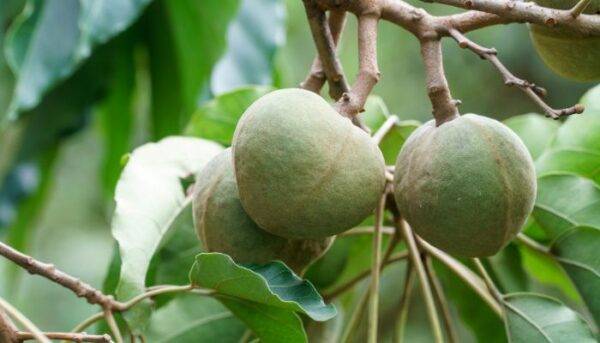 5 Jenis Bumbu Dapur dari Buah - Bikin Tambah Semangat Makan - Arenga ...