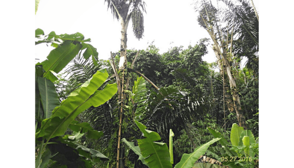 Mengenal Tanaman Aren: Berbagai Manfaat Kesehatan dan Ekonomi - Arenga ...