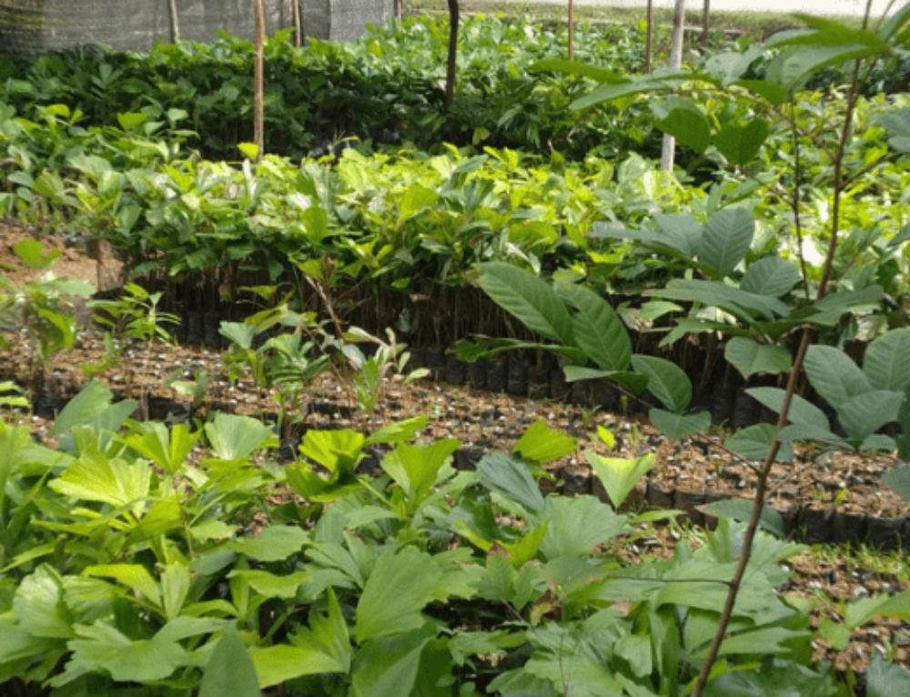 Mengenal Tanaman Aren: Berbagai Manfaat Kesehatan dan Ekonomi - Arenga ...